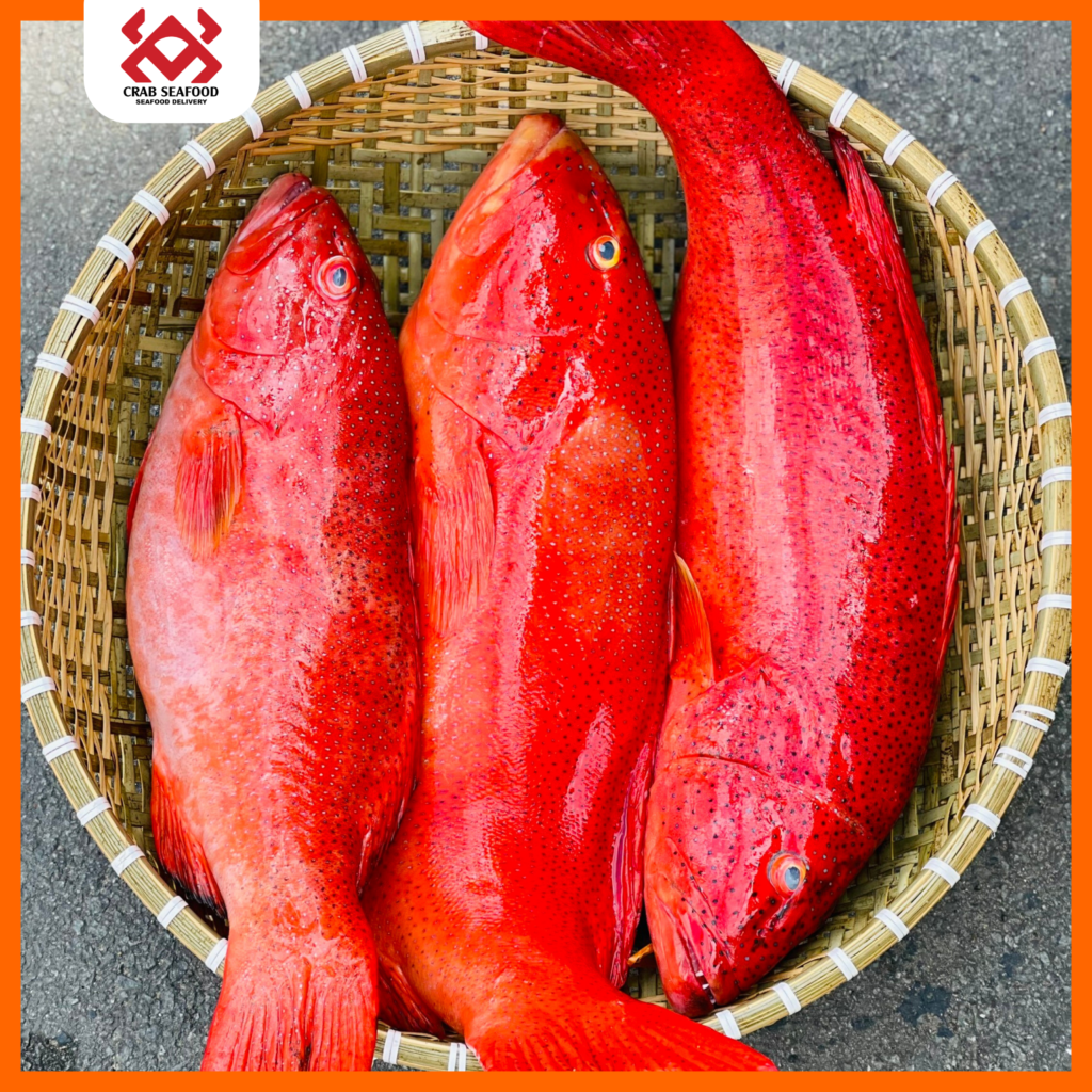 Cá Mú Đỏ Sống - Cá Mú Đỏ Tươi Ngon - Mua Ngay Tại Crab Seafood
