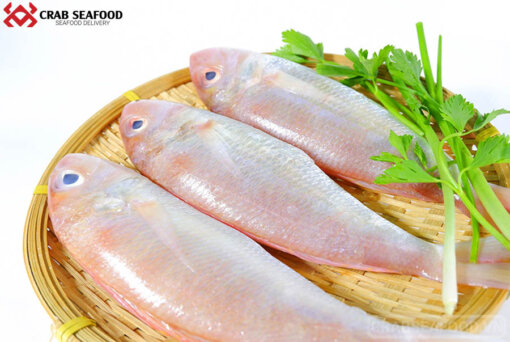 Cá Đổng Bao Nhiêu Tiền? Mua Cá Đổng Ở Đâu Ngon? | Crab Seafood