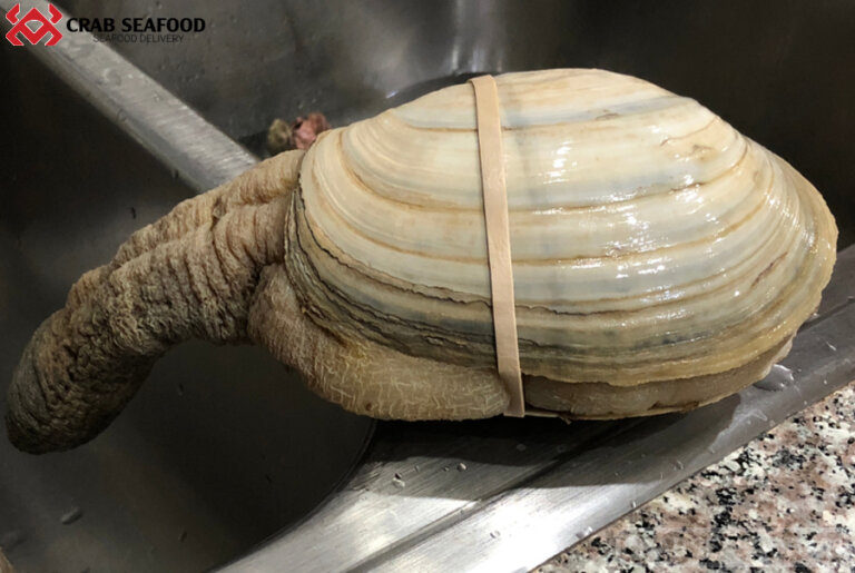 Ốc Vòi Voi Ăn Sống Được Không? - Hải Sản Tươi Sống Crab Seafood