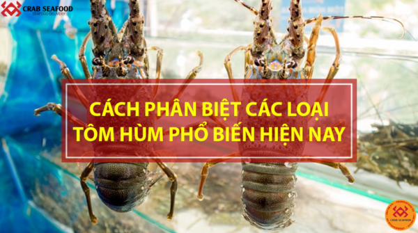 Cách Phân Biệt Các Loại Tôm Hùm Phổ Biến Nhất Hiện Nay
