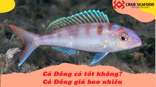 Cá Đổng Tươi Giá Bao Nhiêu? Ăn Cá Đổng Nhiều Có Tốt Không?